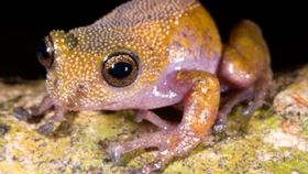 139 New Species Discovered In Mekong, Including Thorny Tree Frog And ...