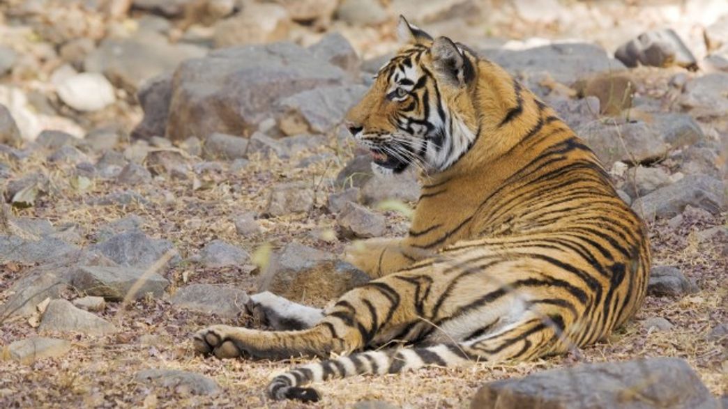 Petition For ‘Man Eating’ Tiger Relocation Dismissed By Court | IFLScience