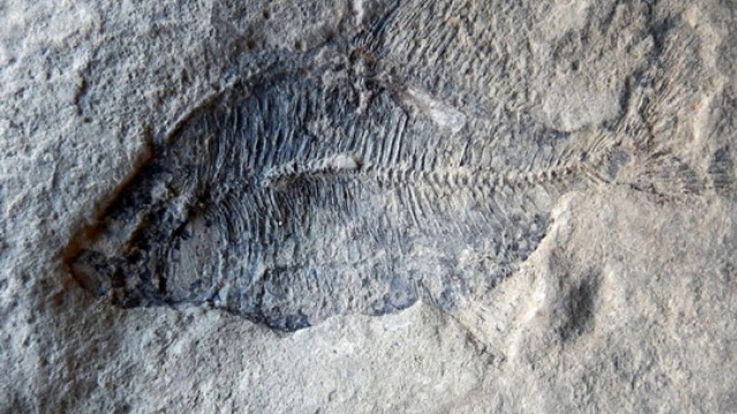 Creationist Makes Significant Fossil Discovery And Won't Accept That It ...