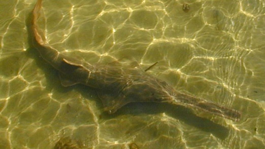 Endangered Sawfish Have Virgin Births | IFLScience