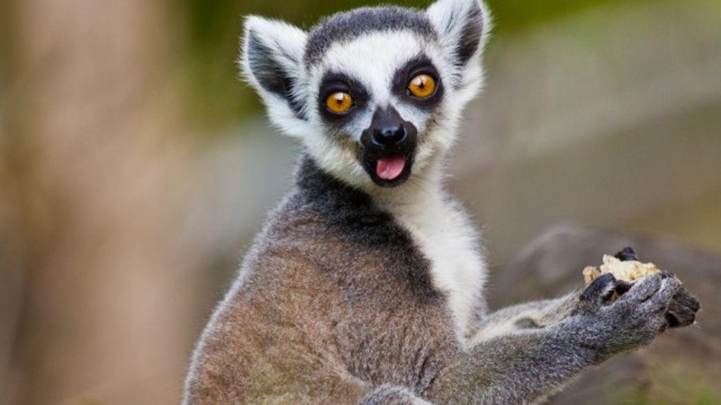 Musician Turns Lemur Calls Into Beatbox Music | IFLScience