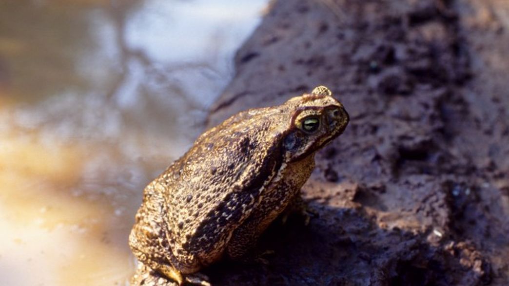 Invasive Toads Are Becoming Blind And Deformed On Brazilian Island, Yet ...