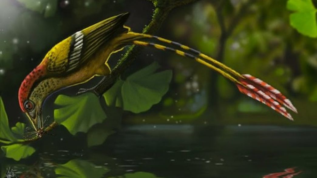 Cretaceous Bird with Long, Ribbon-Like Tail Feathers Flew Over Gondwana ...