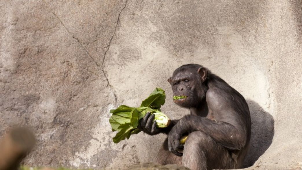 Chimps Are Capable Of Cooking Food | IFLScience