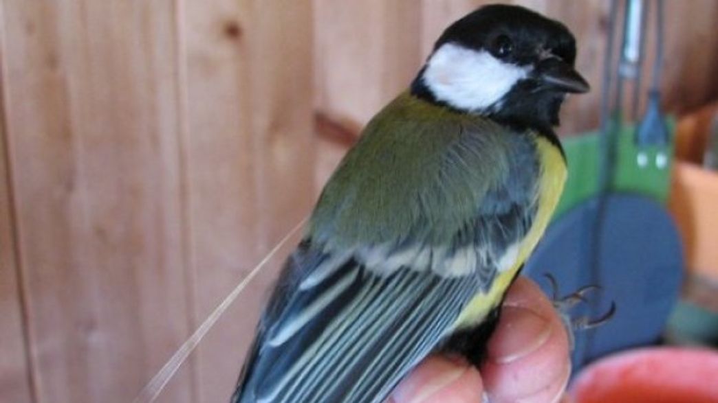 Birds That Wake Up Earlier Have More Offspring | IFLScience