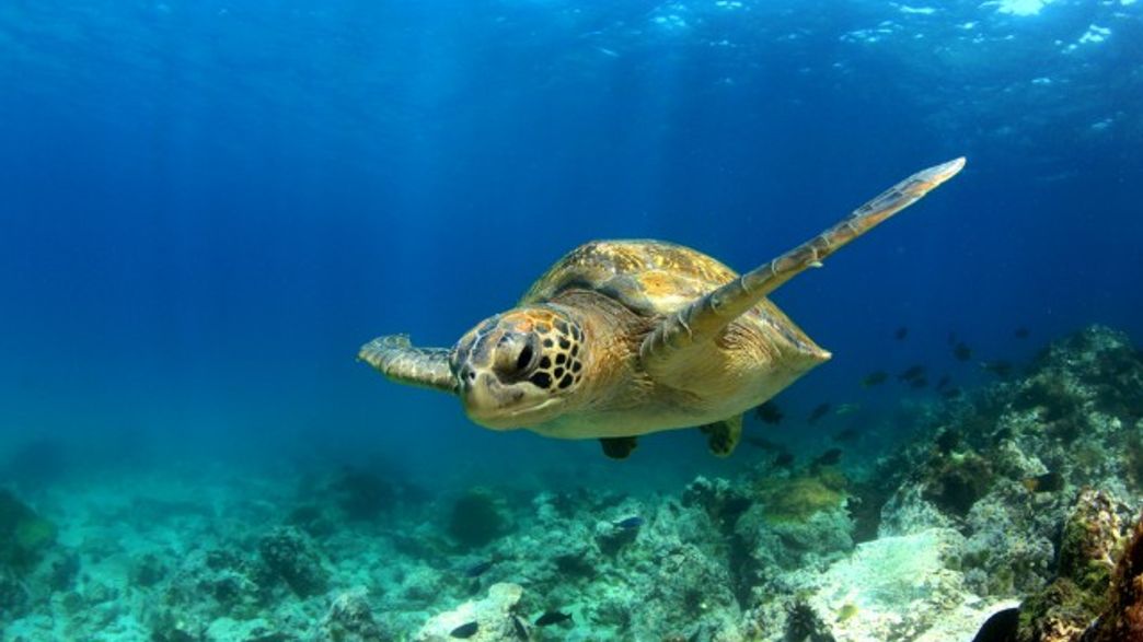 June Is National Oceans Month | IFLScience