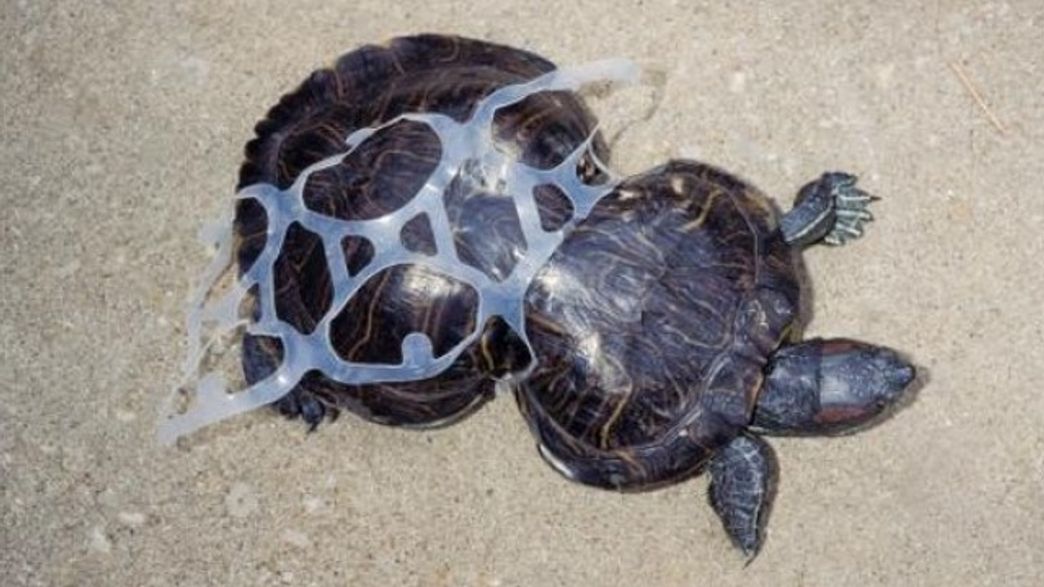 Peanut the Tortoise: A Tale of Resilience, Awareness, and a Superpower ...