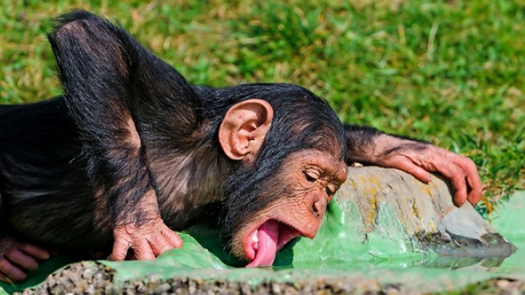 Chimps Found Drinking Booze In The Wild | IFLScience