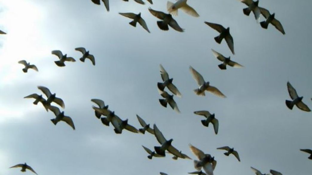 Pigeon Pecking Order Gets Them Home | IFLScience