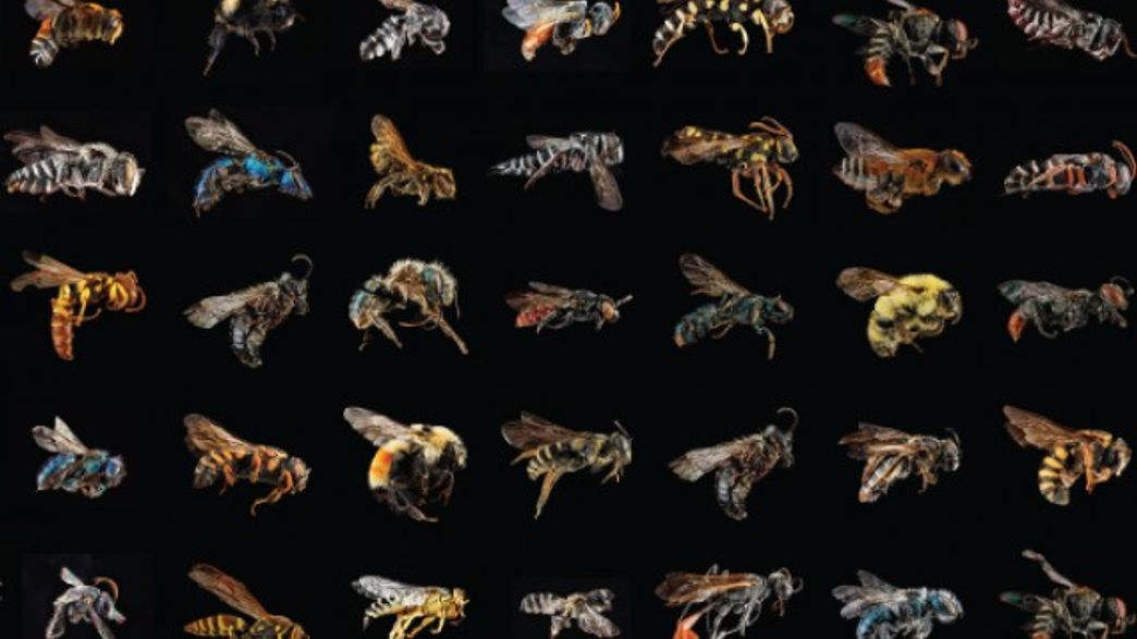 The Secret Life of Native Bees | IFLScience