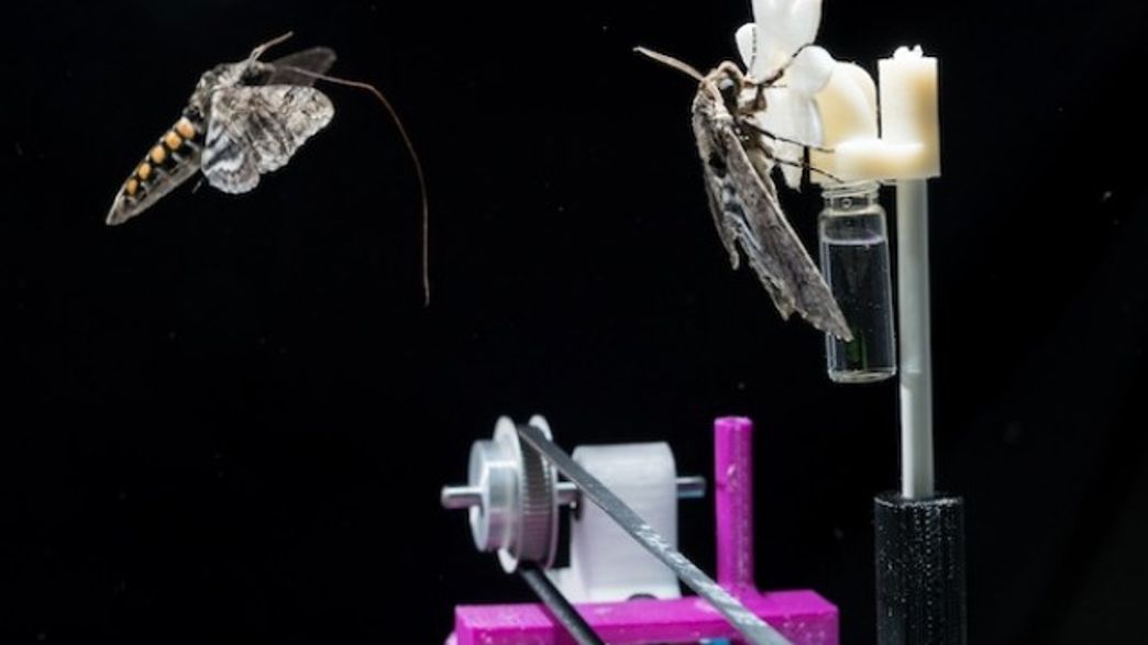 Moth Night Vision is Specialized for Tracking Flowers Swaying in the ...