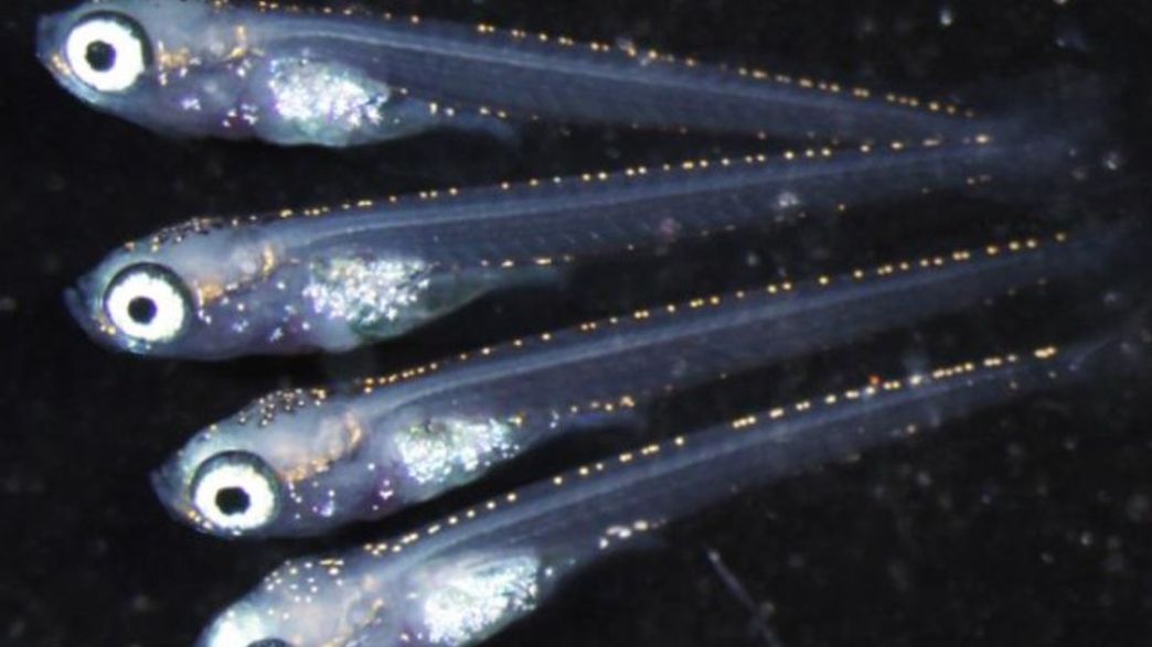 Scientists Make Female Fish That Produce Working Sperm | IFLScience