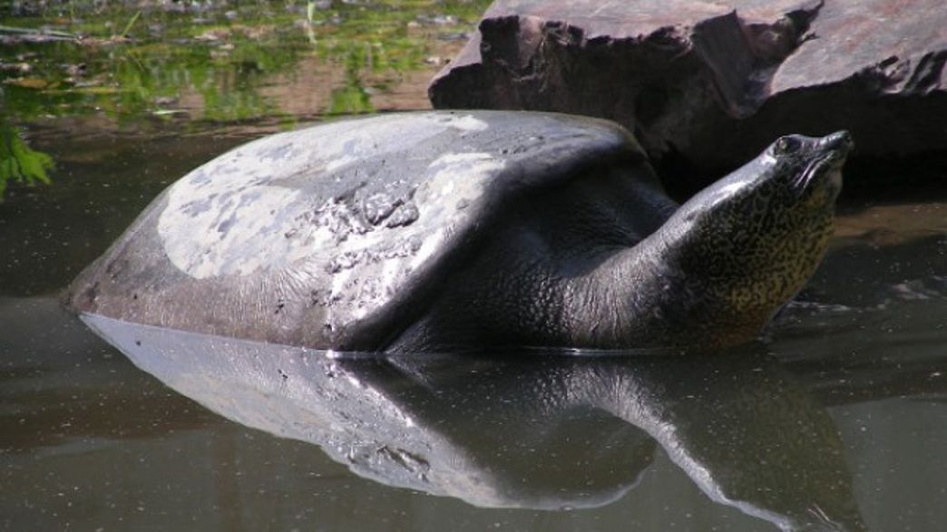 Giant Softshell Turtle China