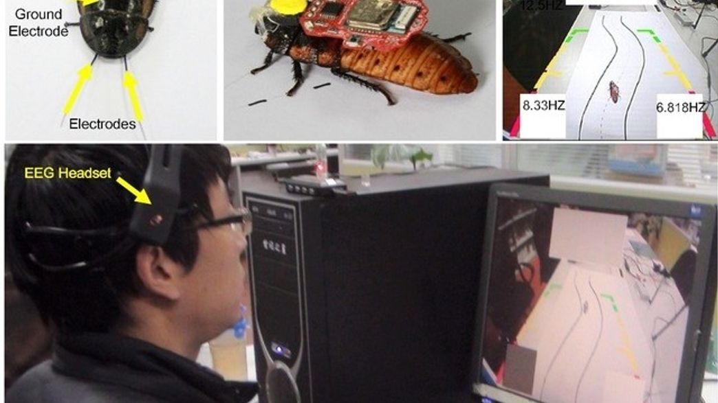 Brain–Brain Interface Allows Humans To Control Cockroaches With Their ...