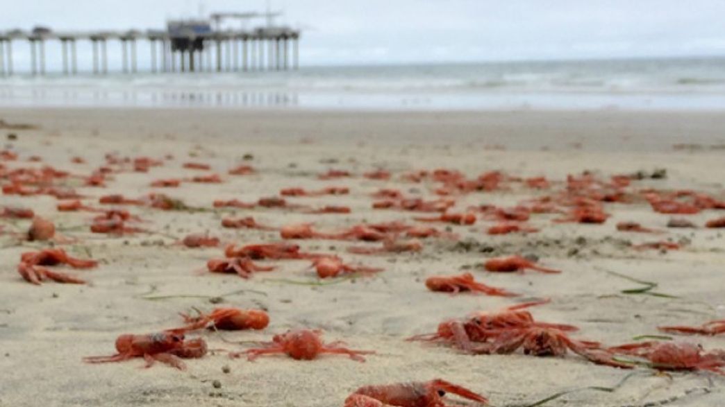 Thousands of Red Crabs Invade Southern California Shores | IFLScience
