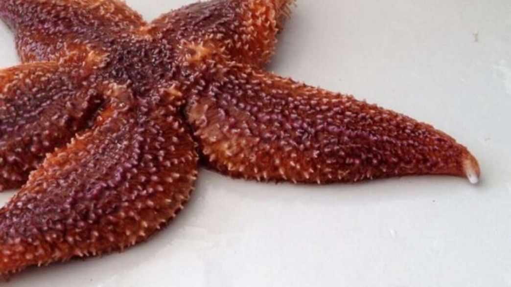 Watch a Starfish Force a Microchip out of Its Body | IFLScience