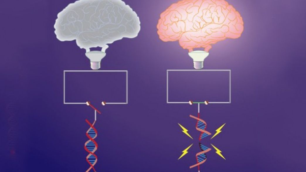 Brain Cells Break Their Own DNA to Allow Memories to Form | IFLScience