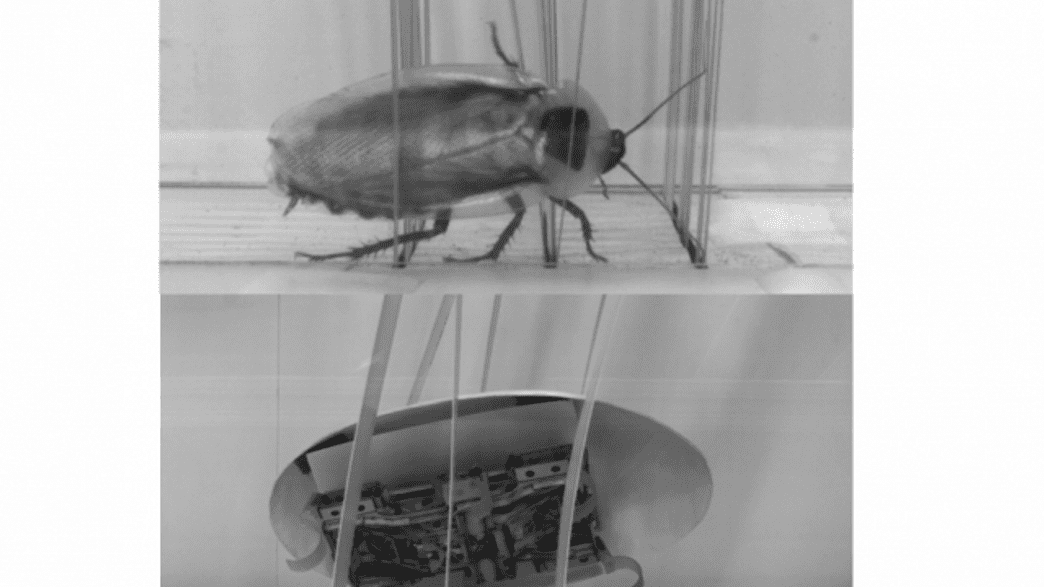Unstoppable Robo-Roach Can Get Around Any Obstacle | IFLScience