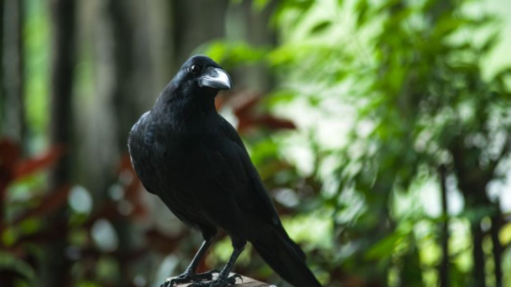 Crows Rival Most Mammals with Their Cognitive Ability | IFLScience
