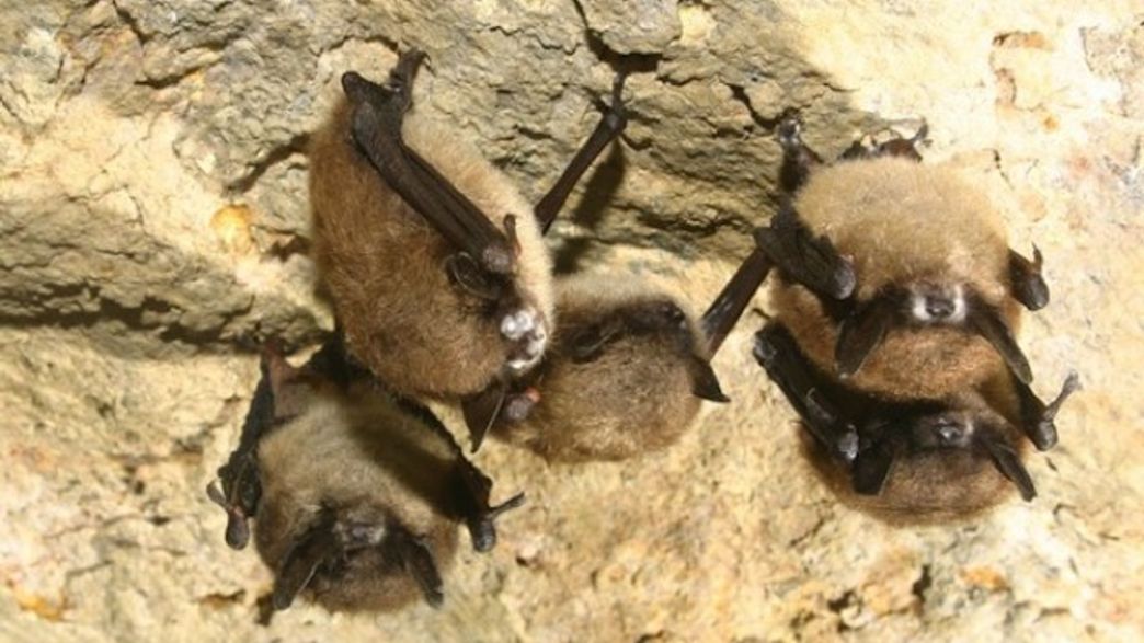 Can Bacteria Help Save Bats From a Deadly Fungus? | IFLScience
