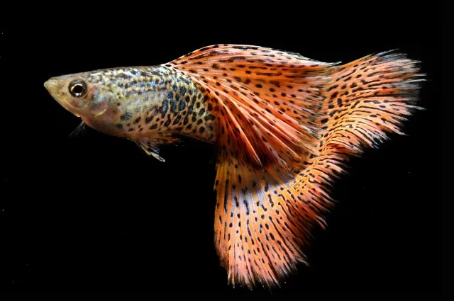 Fish Brain Size