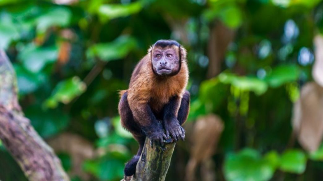 Female Capuchin Picks her Nose – Using a Stick | IFLScience