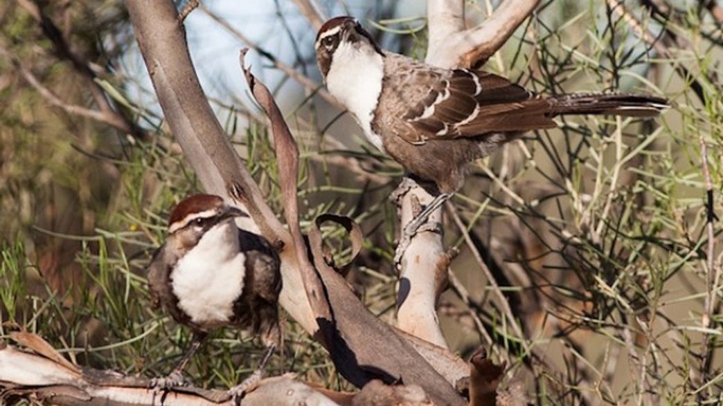 Babbler Bird Speak is Remarkably Human-Like | IFLScience
