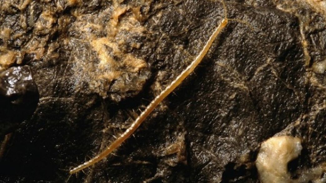 World's Deepest Cave-Dwelling Centipede is Named After Hades | IFLScience