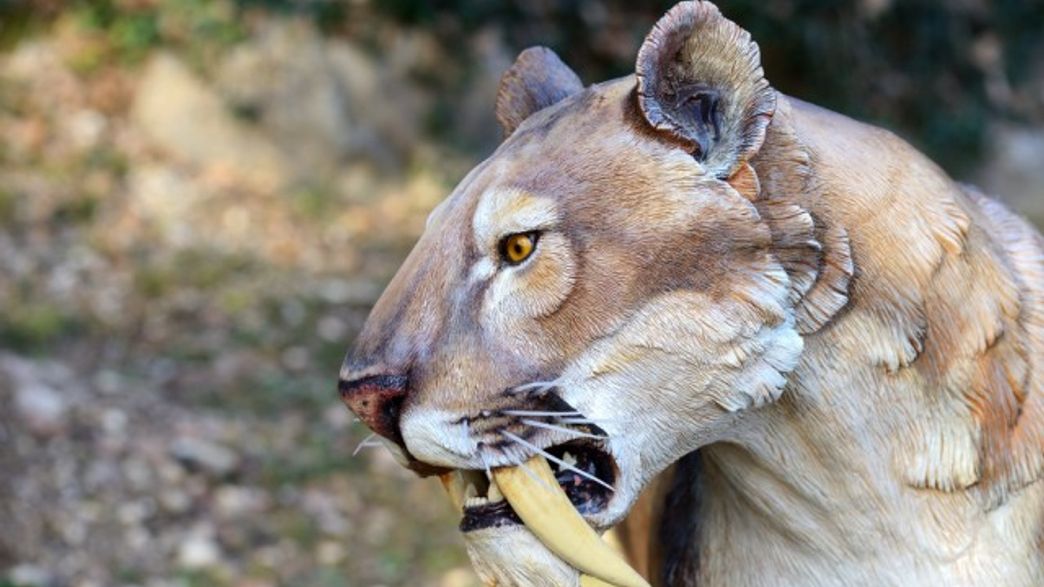 Saber-Toothed Cat Canines Took Years to Grow | IFLScience