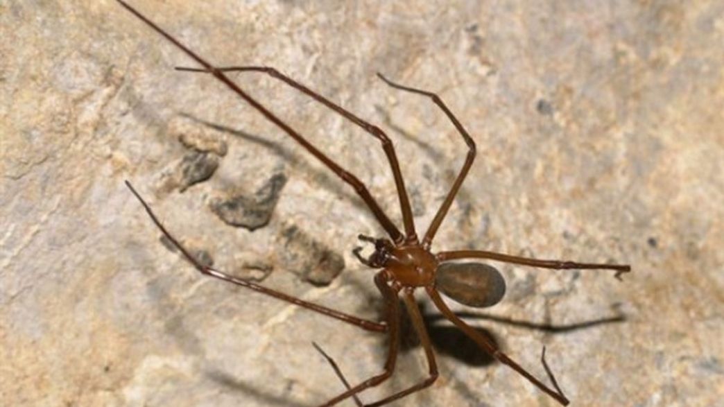 Neurons and a Nerve Discovered in the Sex Organs of Male Spiders ...