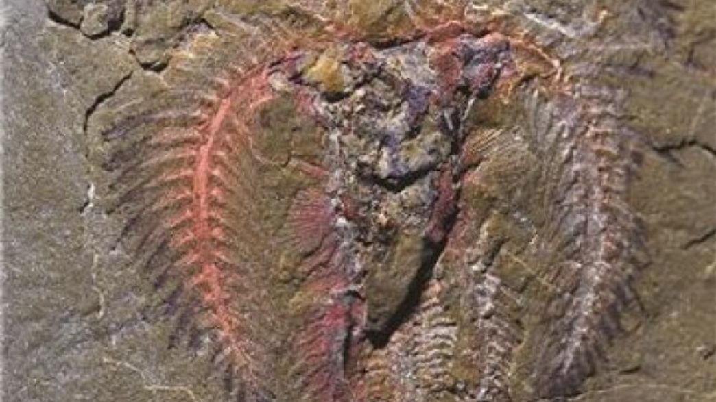 Stunning Fossils Rewrite Evolutionary History of Life on Earth | IFLScience