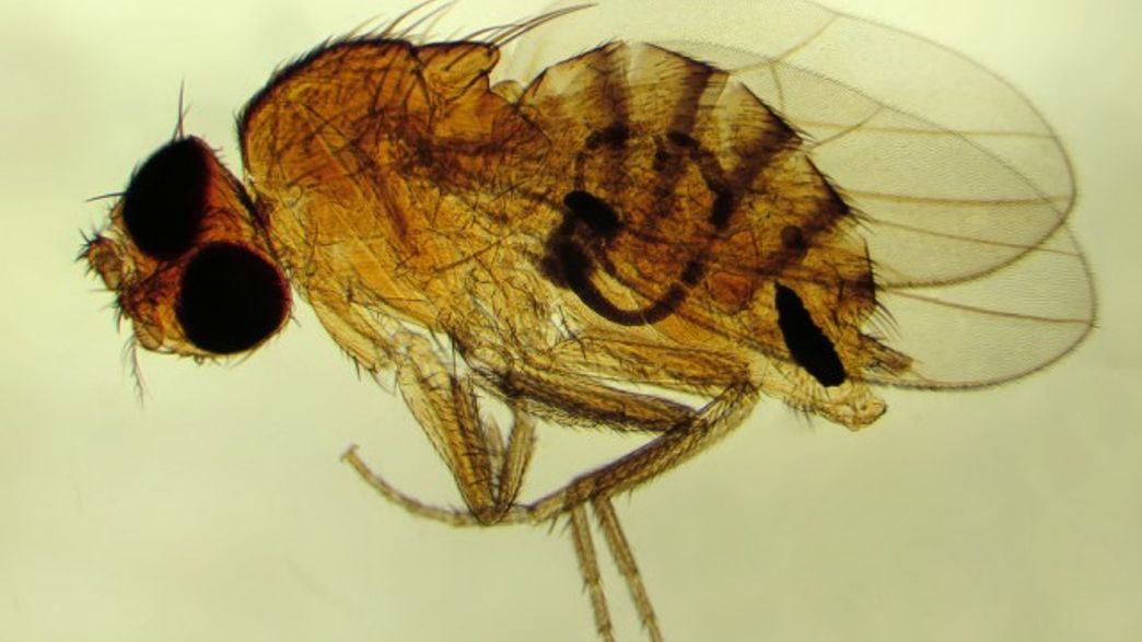 Bacteria Infection Reduces Agression In Fruit Flies | IFLScience