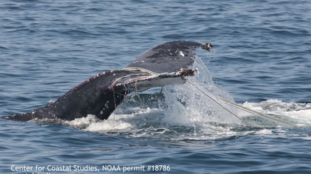Entangled Whale’s Ordeal Ends As Scientists Free It | IFLScience