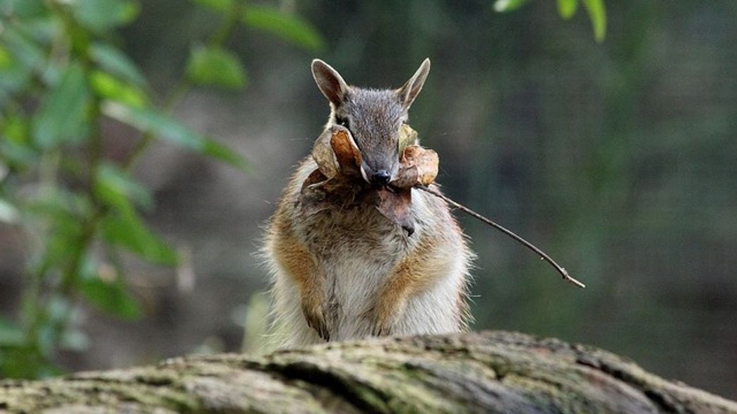 Australia Will Cull Two Million Feral Cats To Protect Native Animals ...