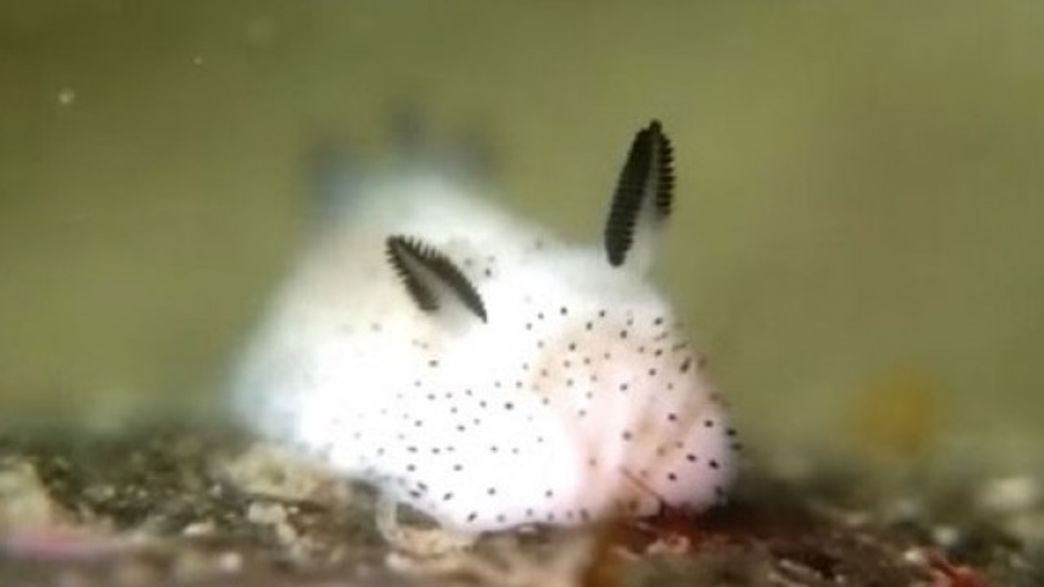 These Cute Slugs Are The Bunnies Of The Sea | IFLScience