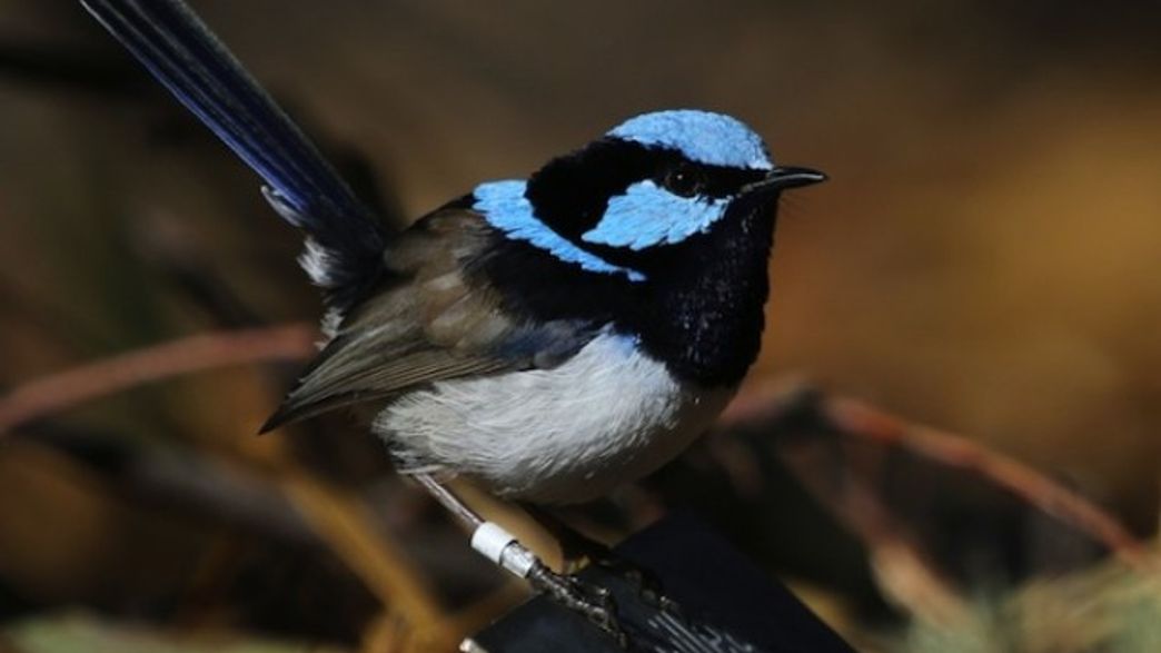 Scientists Teach Birds The "Language" Of Another Bird Species | IFLScience