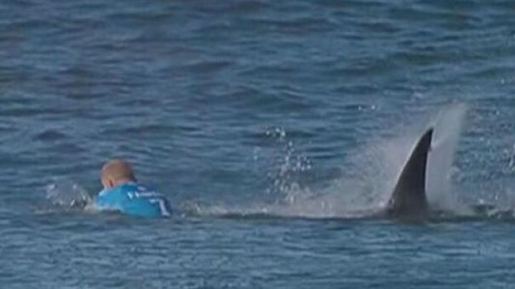 Surfer Narrowly Avoids Being Killed By Shark Live On Camera | IFLScience