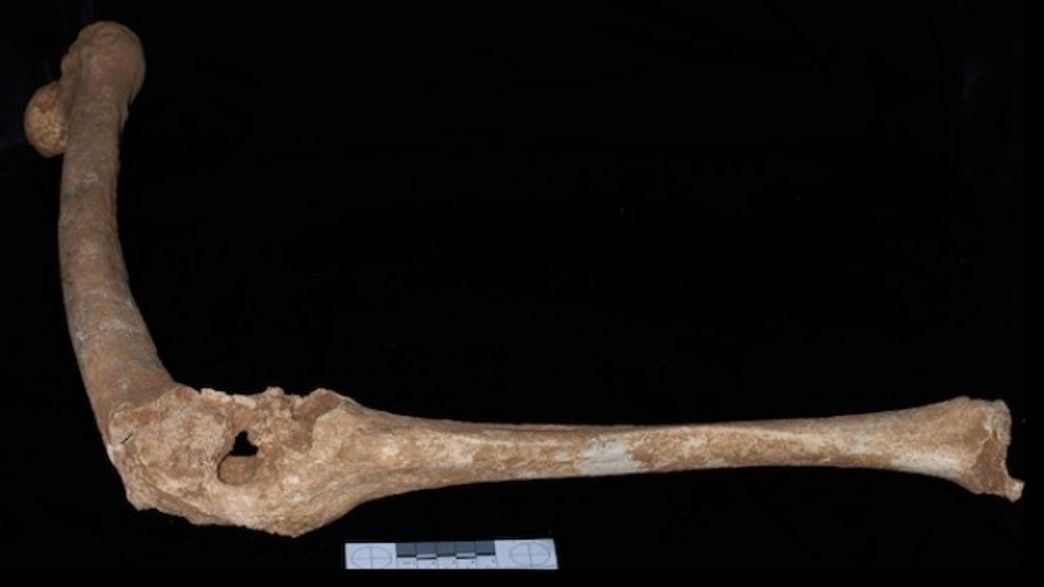 Skeleton of Alexander the Great's Father Found | IFLScience