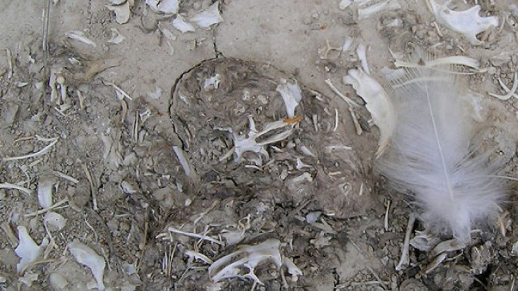 Human Impacts Cheating Ecosystem’s Chances Of Surviving Warming ...