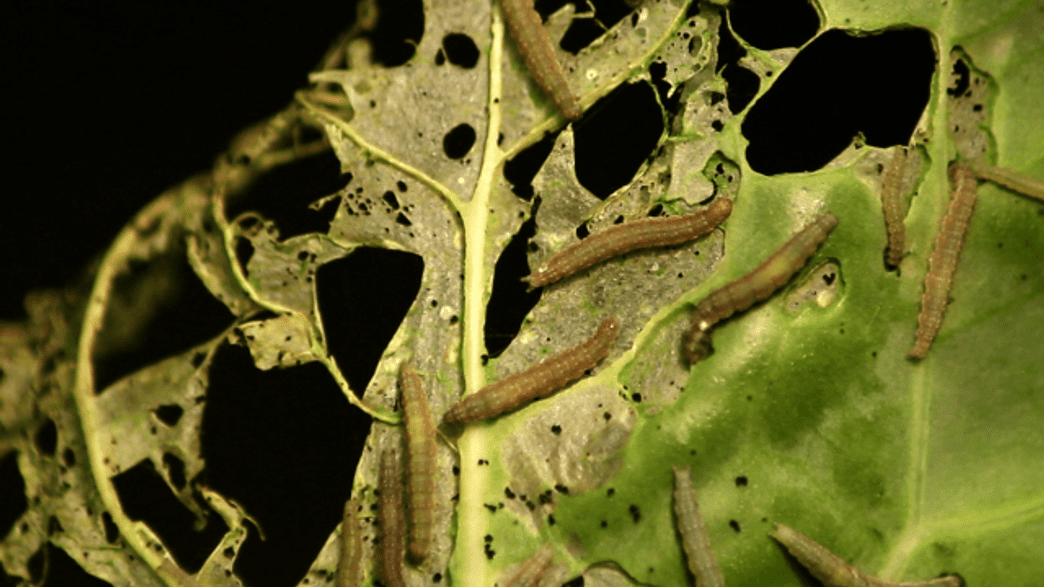 Genetically Modified Moths Could Save Crops | IFLScience