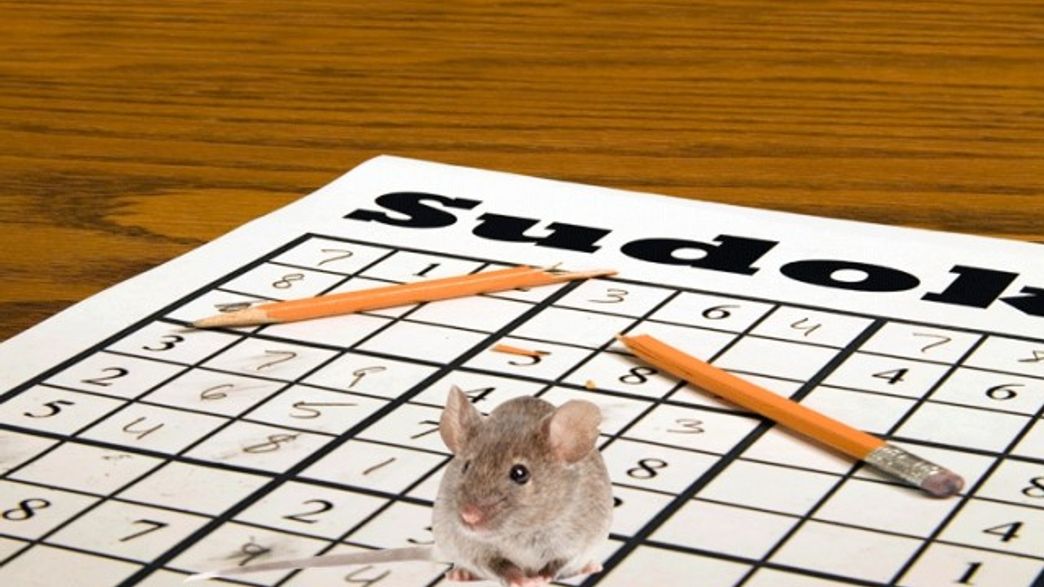 Addicted Mice Don’t Lack Willpower – They’re Bored | IFLScience