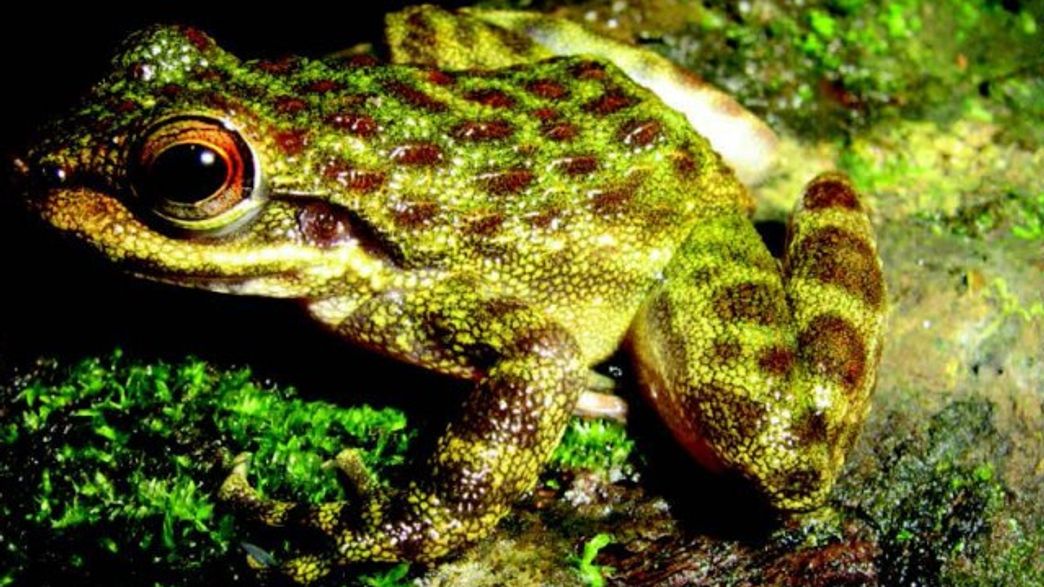 Researchers Find Four New Species Of Tooth-Frogs | IFLScience