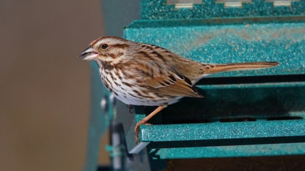 City Sparrows Are More Aggressive Than Their Country Cousins | IFLScience