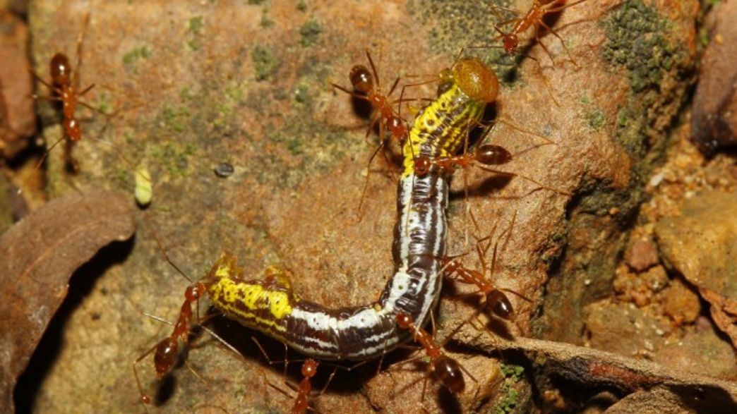 Cooperating Ants Follow A Leader When Moving Food | IFLScience