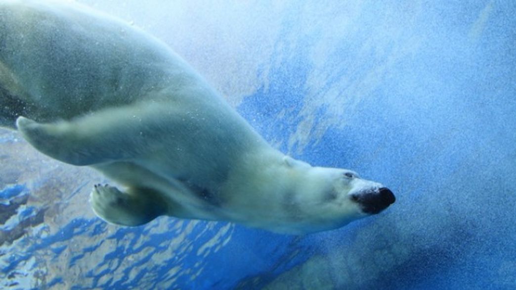 Polar Bear Diving