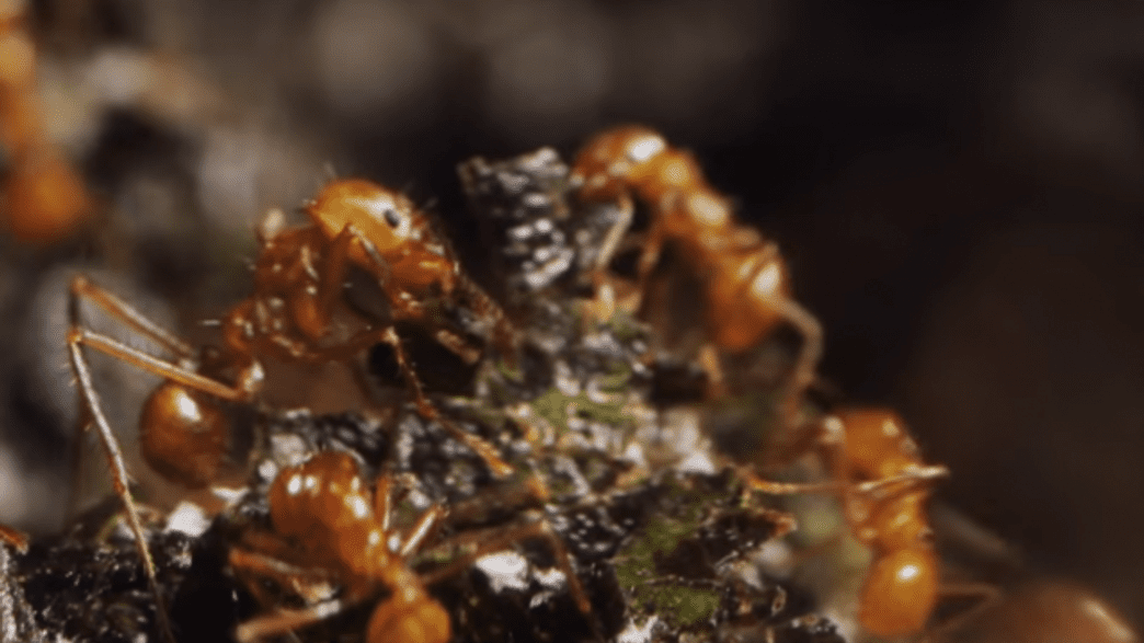 Leaf Cutter Ants Fungus Leaf Cutter Ants And Fungus Culturing