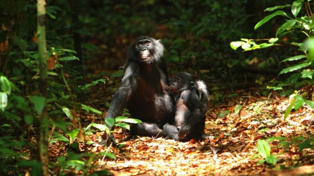 Bonobo "Speech" Is Similar To Human Baby Talk | IFLScience