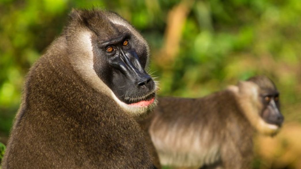 Hunting Of Primates Increases With Economic Growth | IFLScience