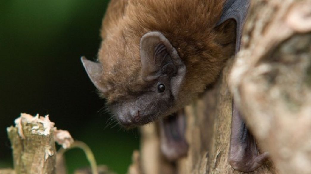 LED Street Lights Thwart Moths' Bat-Evading Tactics | IFLScience