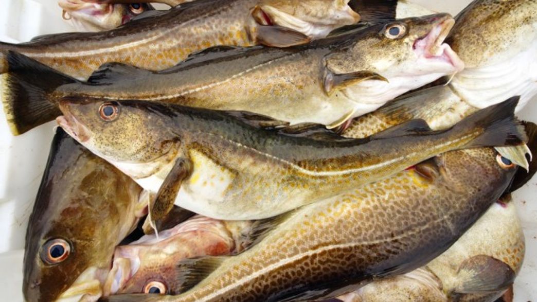 Is Commercial Fishing Driving The Evolution Of Fish? | IFLScience